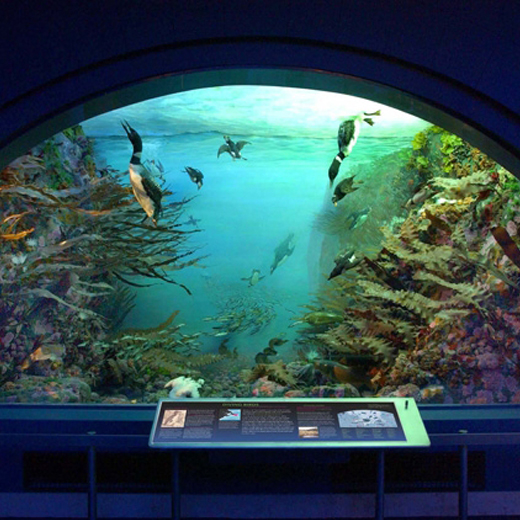 AMNH Permanent Halls - Zubatkin Owner Representation